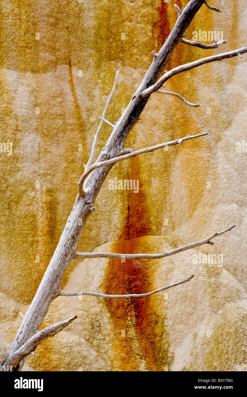 Calcium deposits and dead tree at Orange Spring Mound hotsprings ...