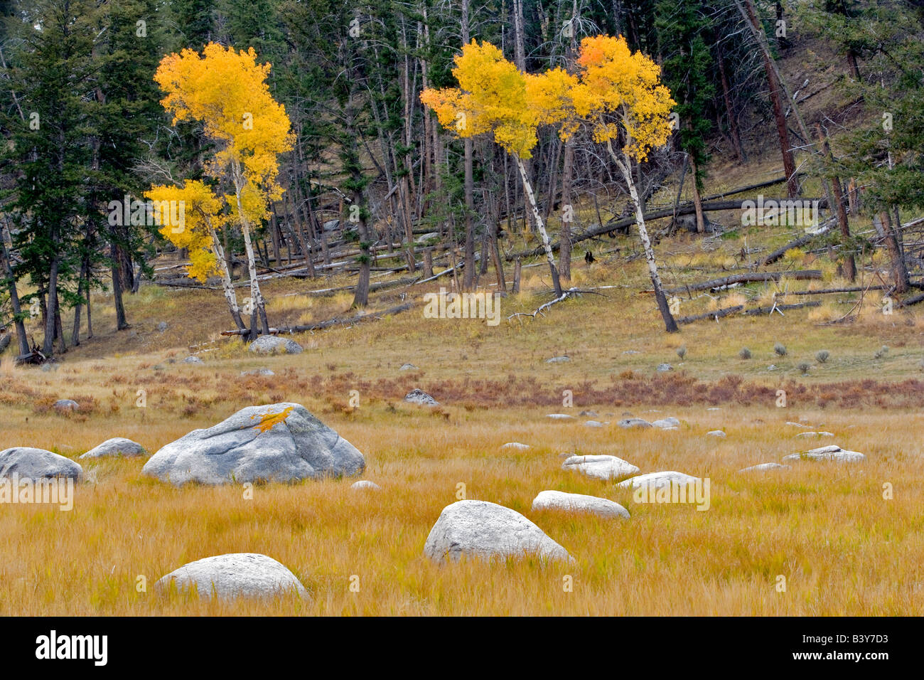White rocks and fall colored aspen trees in meadow Yellowstone National ...