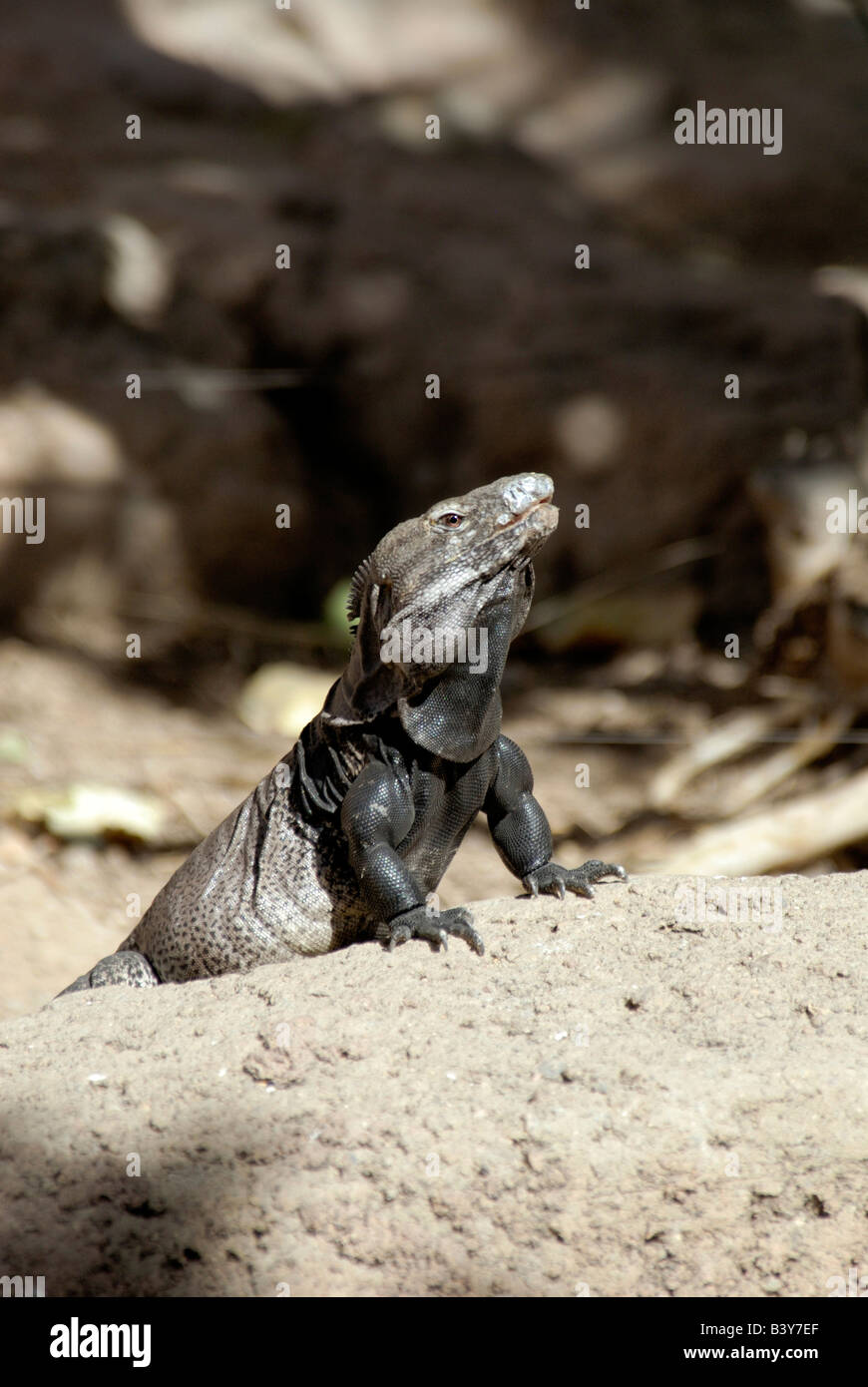 USA, Arizona, Tucson. Arizona-Sonora Desert Museum. Desert lizard ...