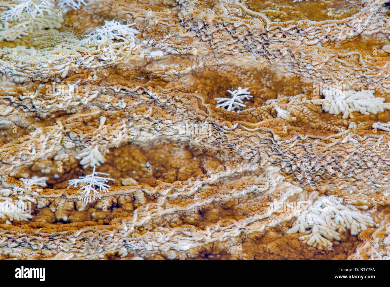 Calcium hot spring formations at Mammoth Hot Springs Yellowstone ...