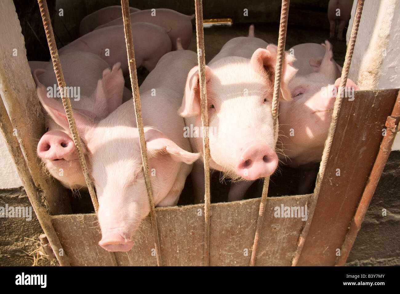 Landrace pigs hi-res stock photography and images - Alamy