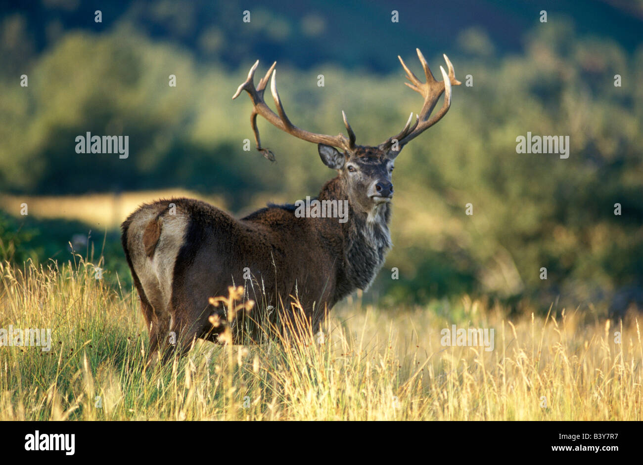 Deer stalking scotland history hi-res stock photography and images - Alamy
