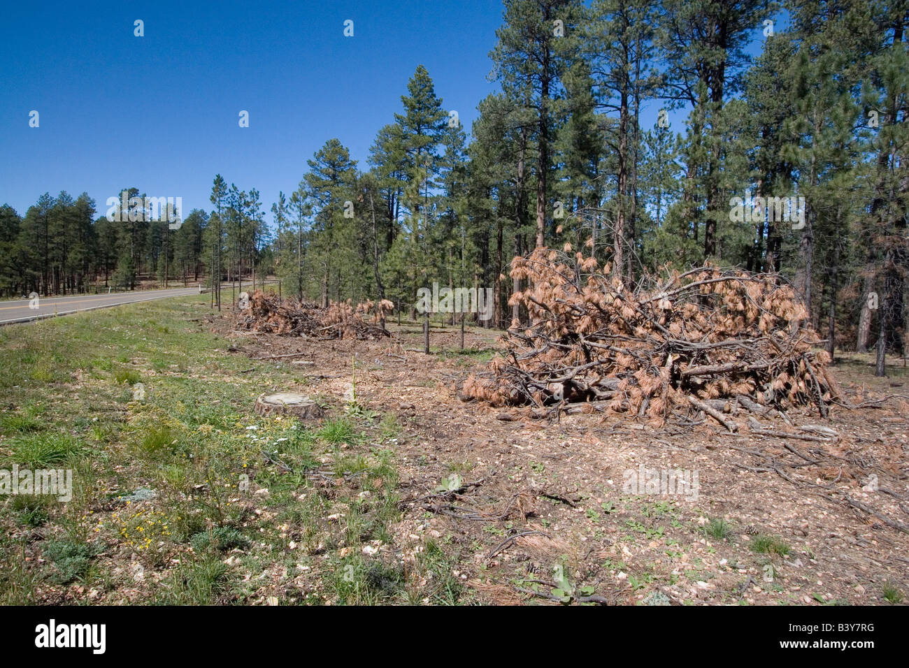 North America - USA - Arizona - Clearing of dead trees along Route 89 ...