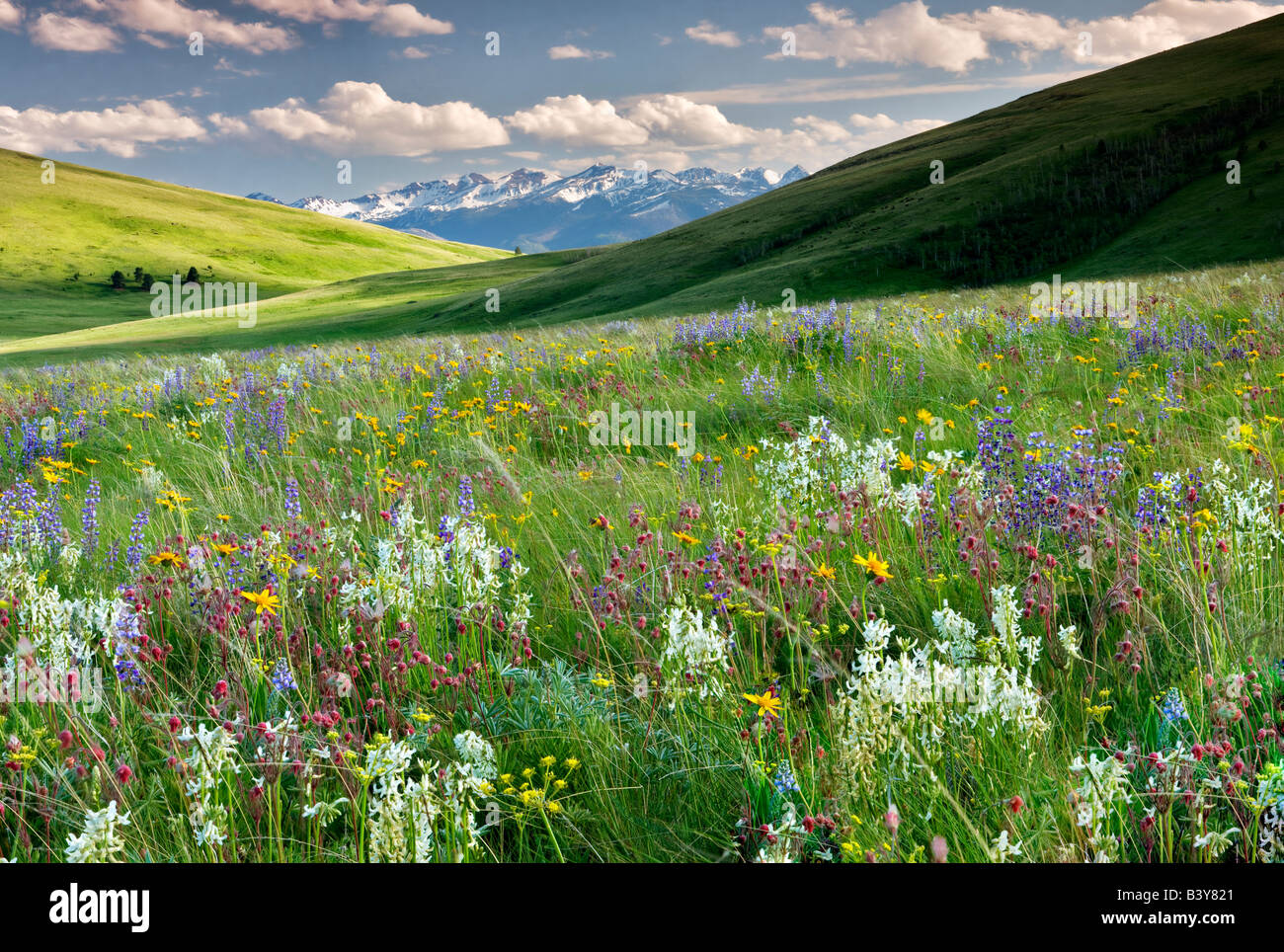 Wildflowers on Zumwalt Prairie with Wallowa Mountains Oregon Stock ...