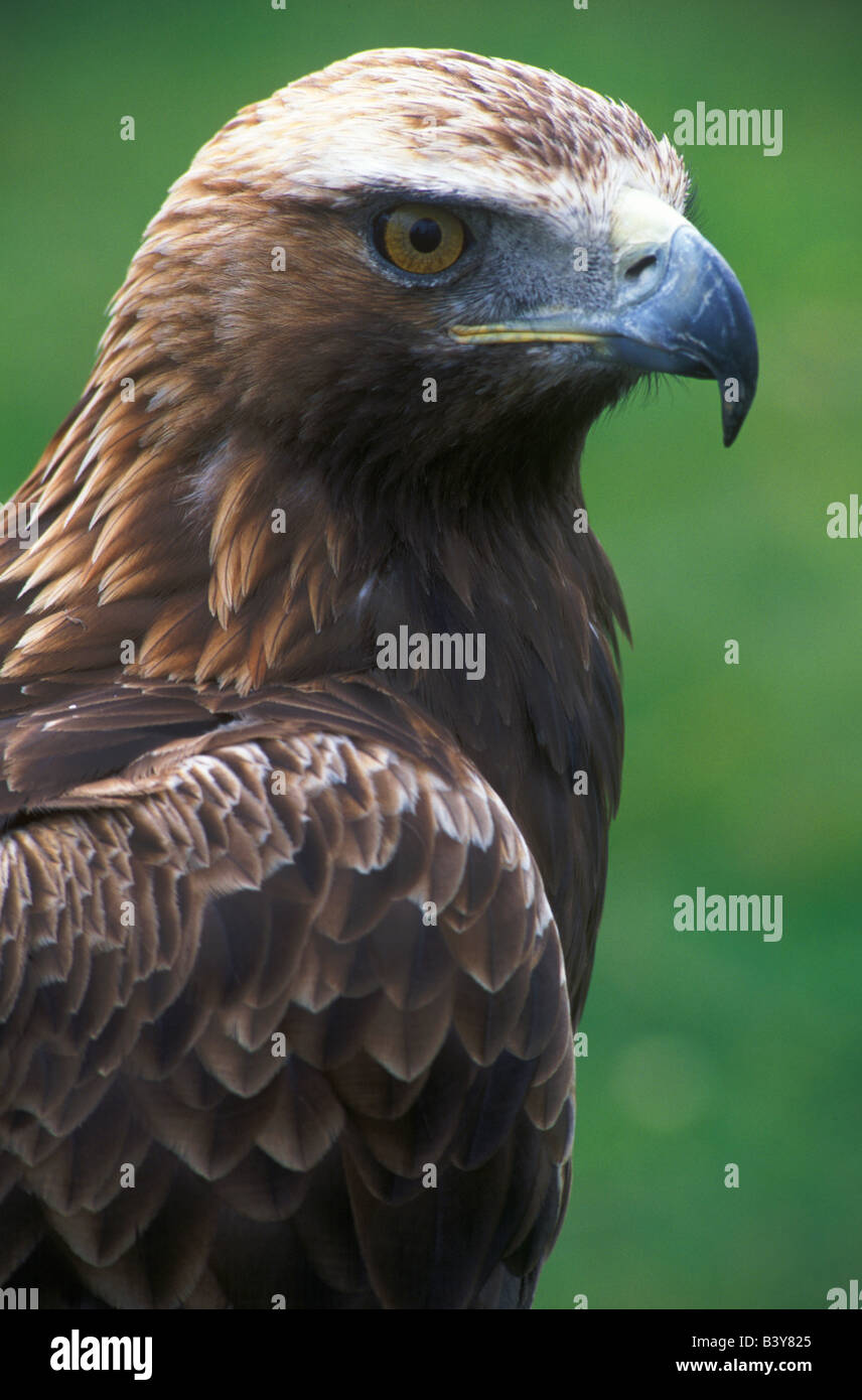 Scotland. Golden Eagle Stock Photo - Alamy