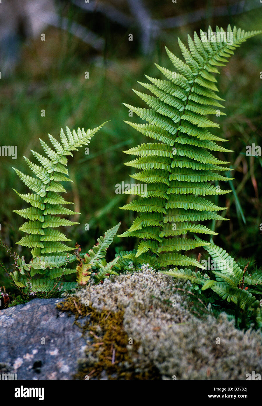Scotland, The Highlands. A fern Stock Photo - Alamy
