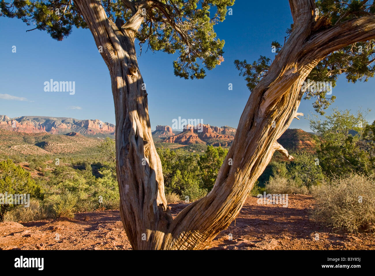 AZ, Arizona, Sedona, Red Rock Country, Old Juniper tree, Cathedral Rock ...