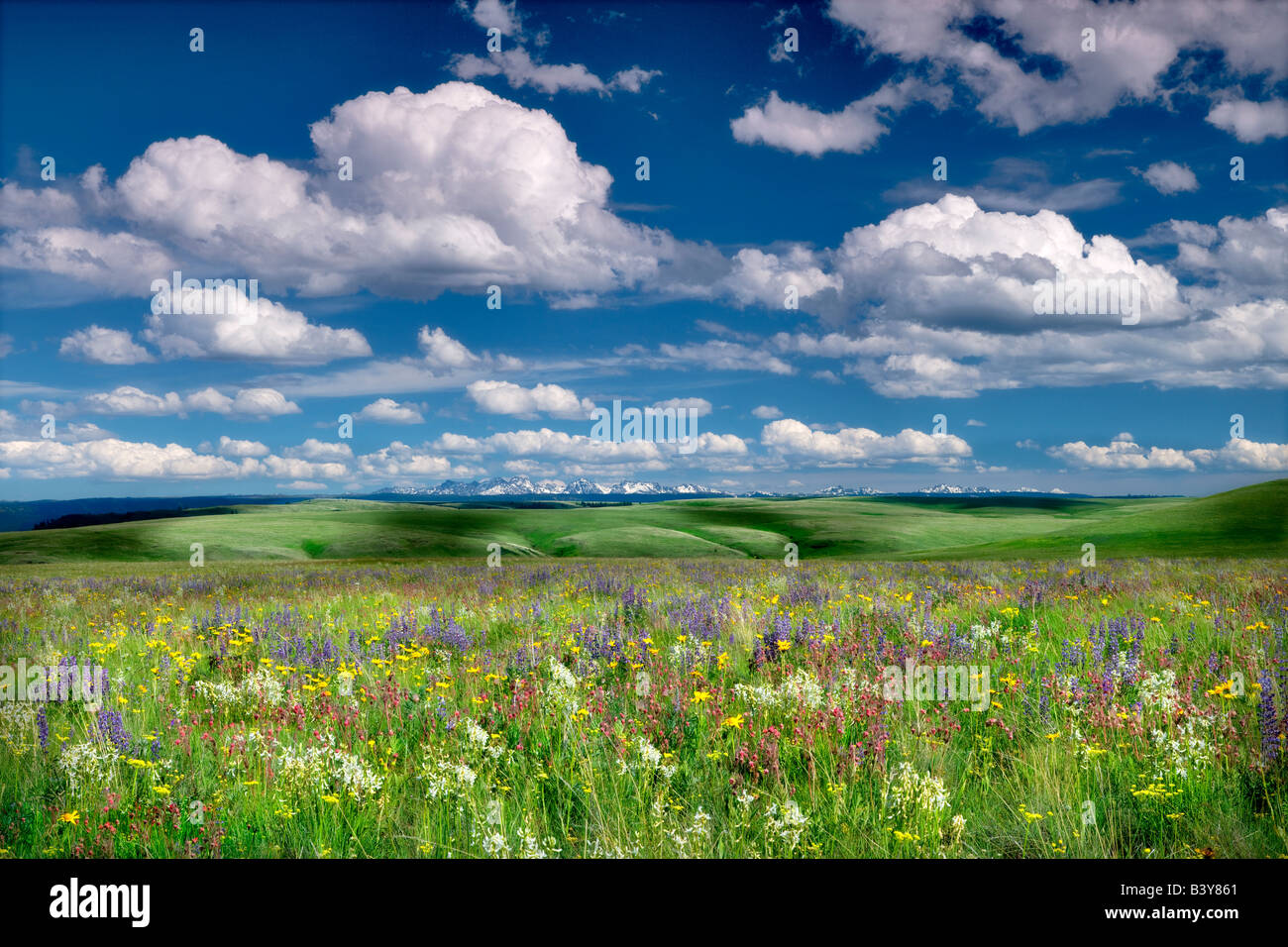 Wildflowers on Zumwalt Prairie with Seven Devils Mountains ID Stock ...