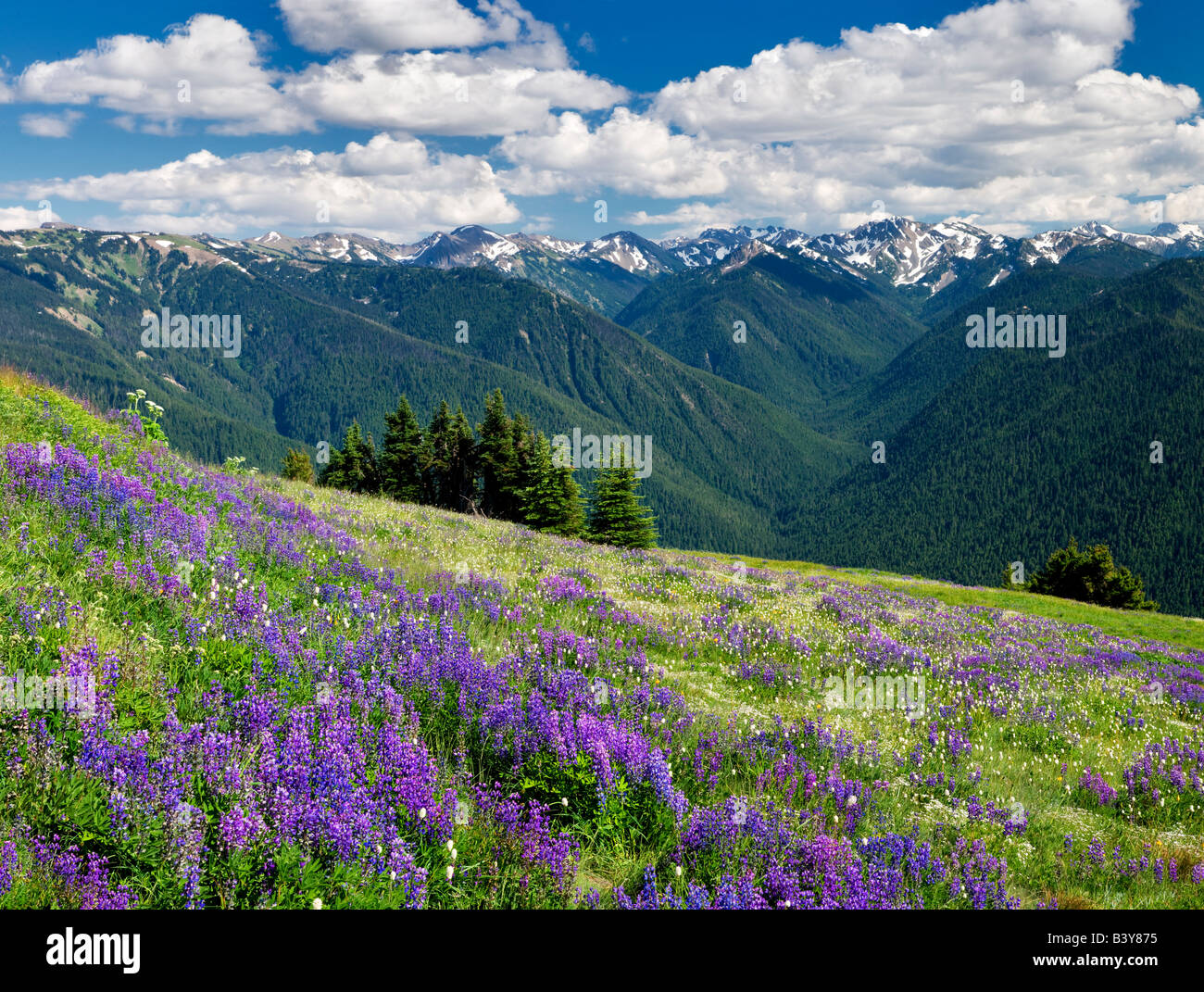 Fields of lupine wildflowers and the Olympic Mountains From Hurricane ...