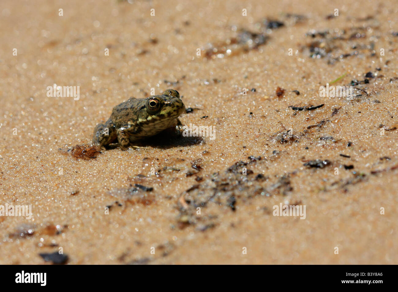 The frog sitting on sandy beach hi-res Stock Photo - Alamy