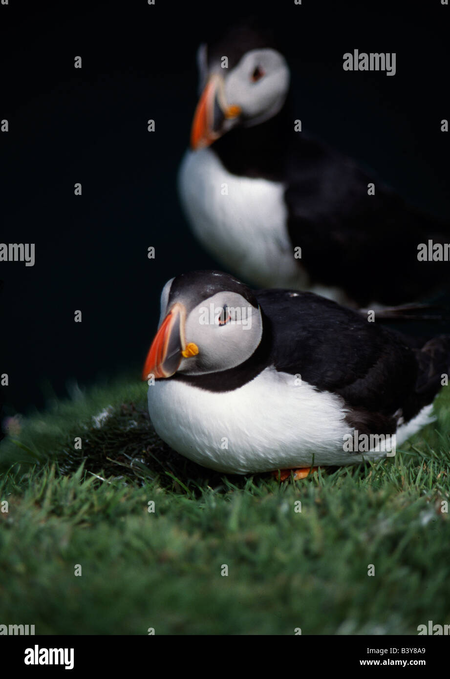 Scotland, Fair Isle. Pair of Puffins (Fratercula artica) on the cliffs ...