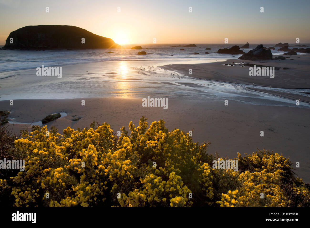 Sunset and gorse wildflower at Harris Beach State Park Oregon Stock Photo - Alamy