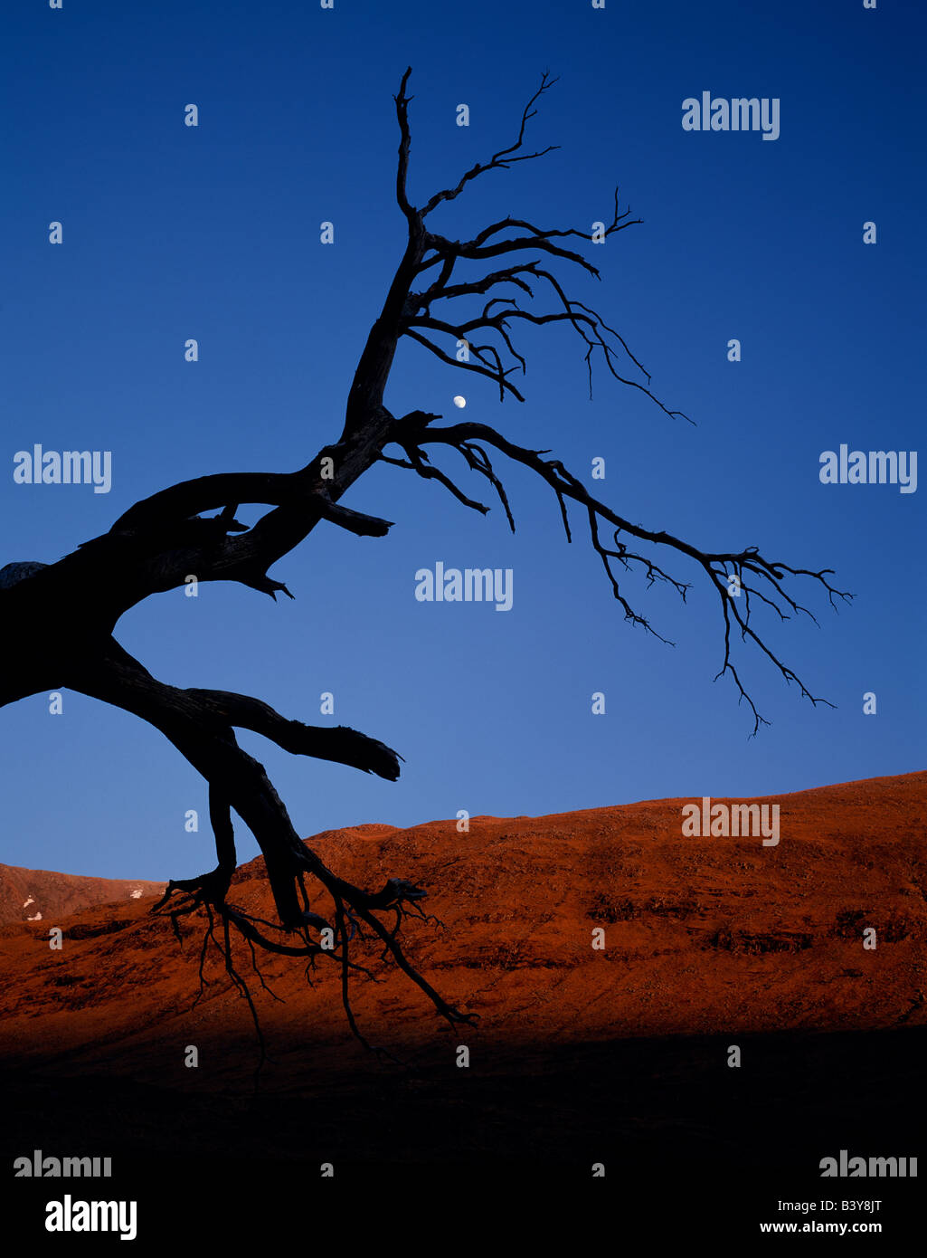 Scotland, Argyll, Dead tree in Glen Etive Stock Photo - Alamy