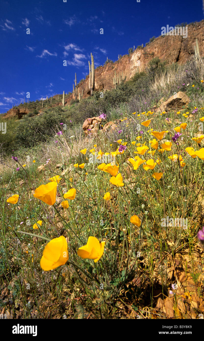 Desert poppies Arizona, USA Stock Photo - Alamy