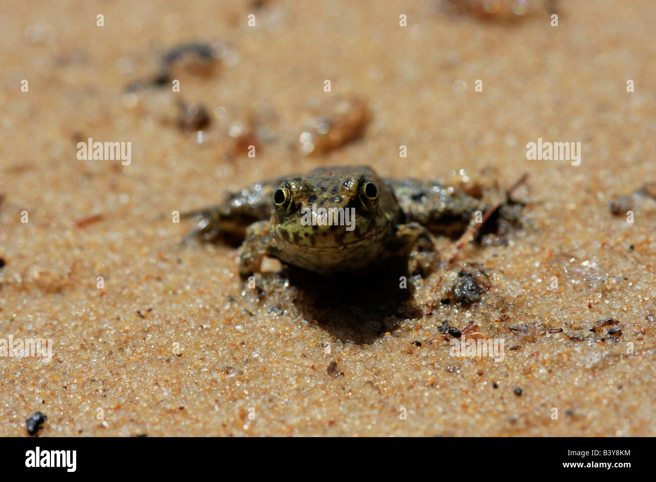 Sandy beach with green frog Rana clamitans Amphibian close up nobody no ...