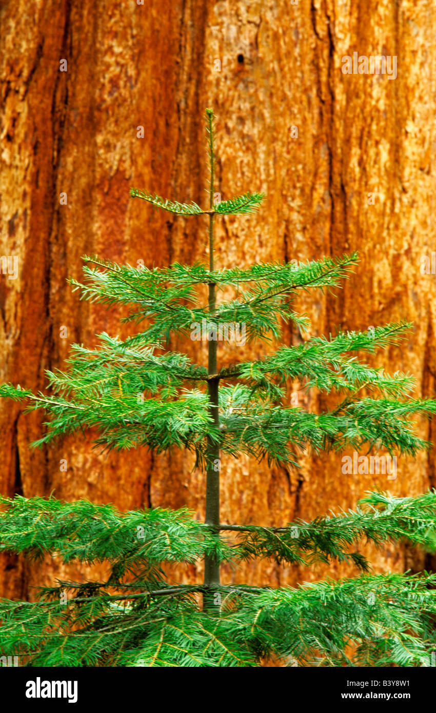 USA, California, Yosemite National Park. Young Sequoia tree in the ...