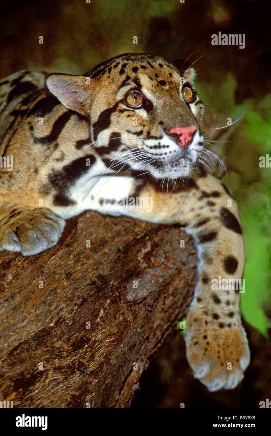Clouded leopard hi-res stock photography and images - Alamy