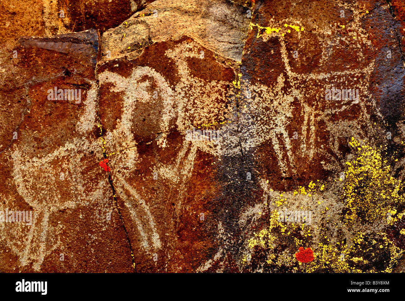 USA, California, Little Petroglyph Canyon, Ridgecrest. Wall of ancient ...