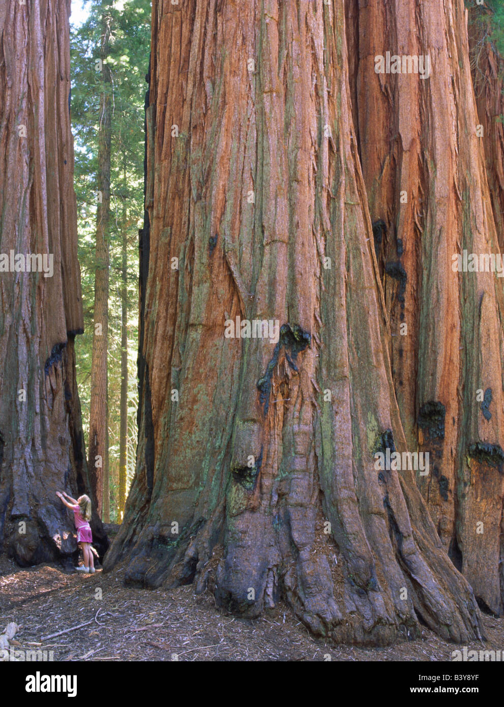 USA,California, Sequoia National Park. Young girl girl looking up at ...