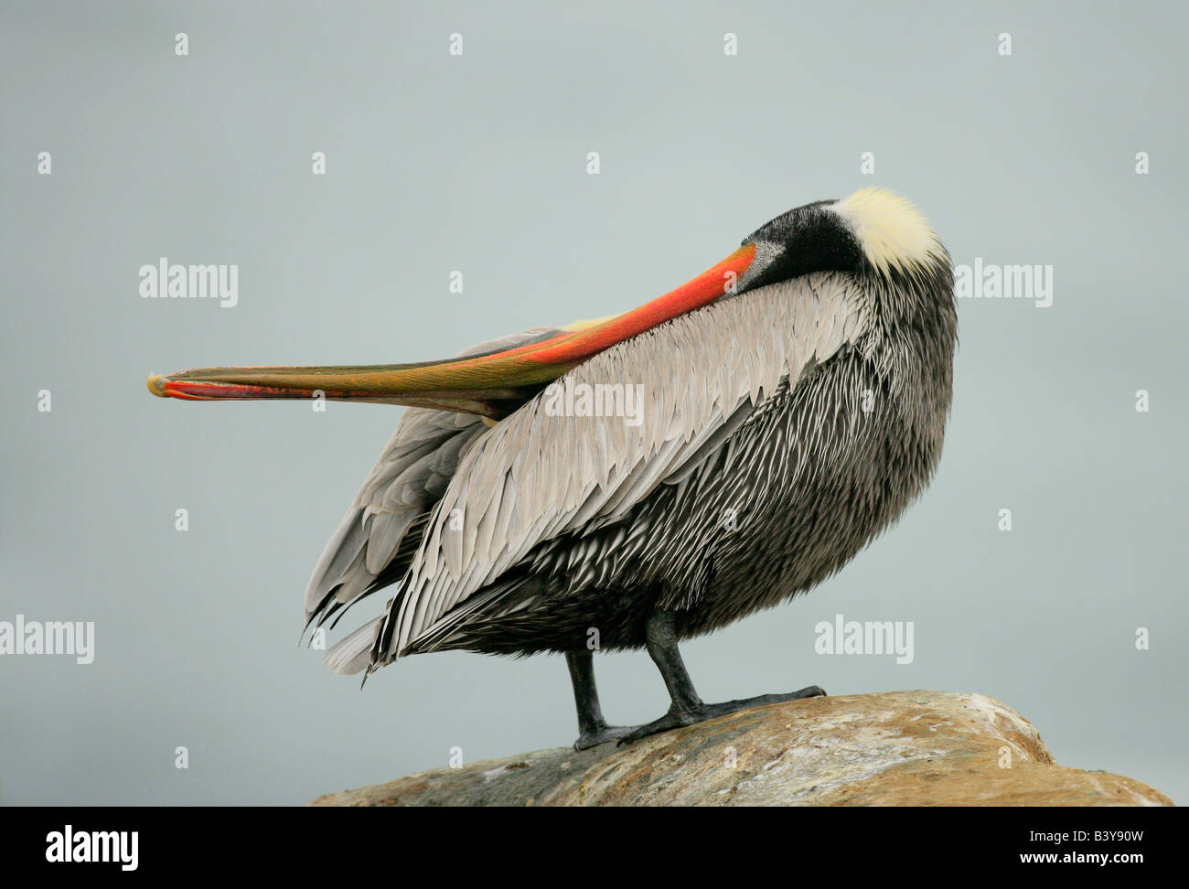 Backward lean hi-res stock photography and images - Alamy