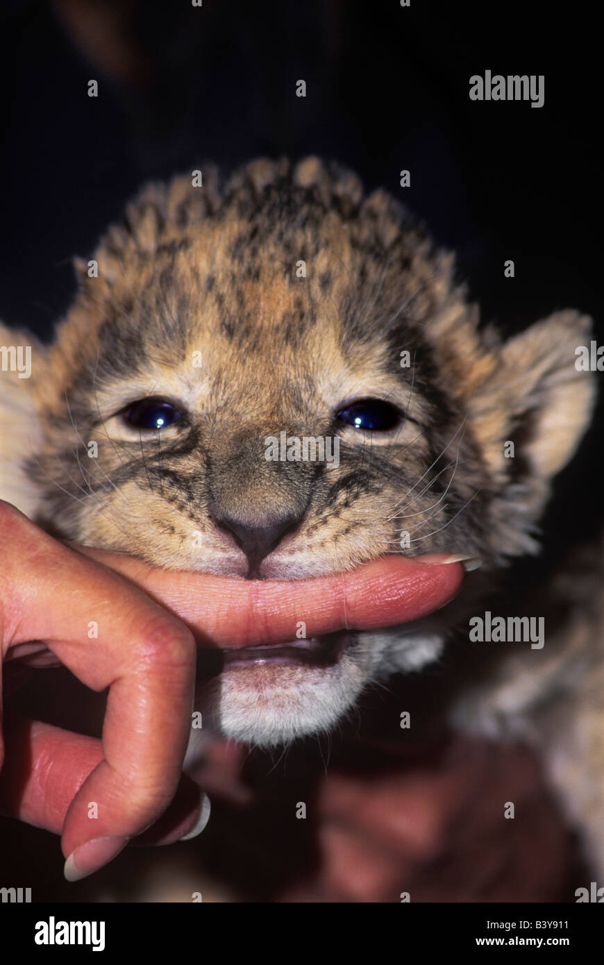 USA, California, Los Angeles County. African lion cub biting keeper's ...
