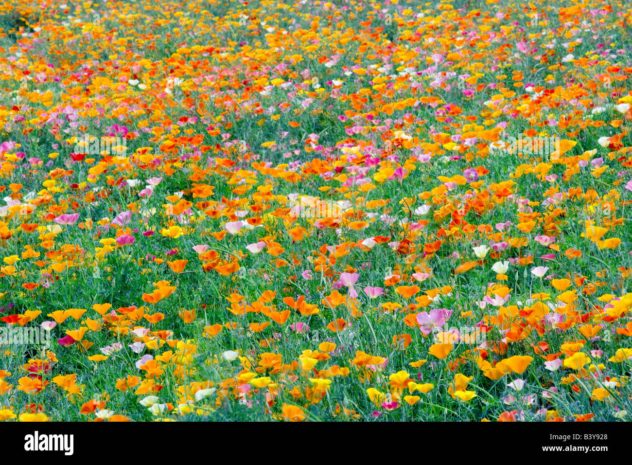 Field of Poppies Near Silver Falls State Park Oregon Stock Photo - Alamy