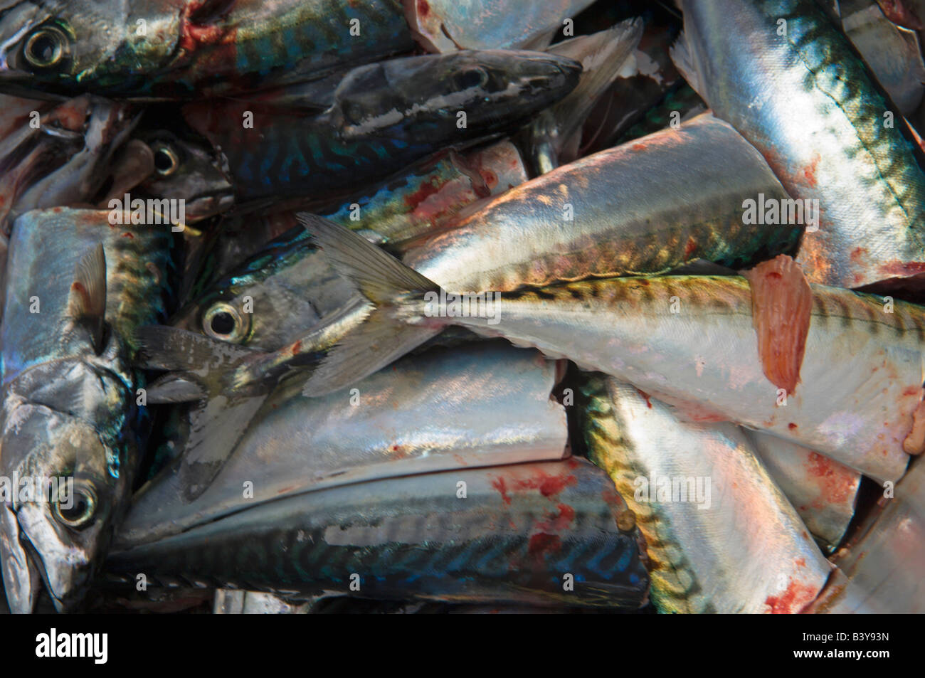 Scotland, Hebrides, Mull. Mackerel caught by hand-line on Loch na Keal ...