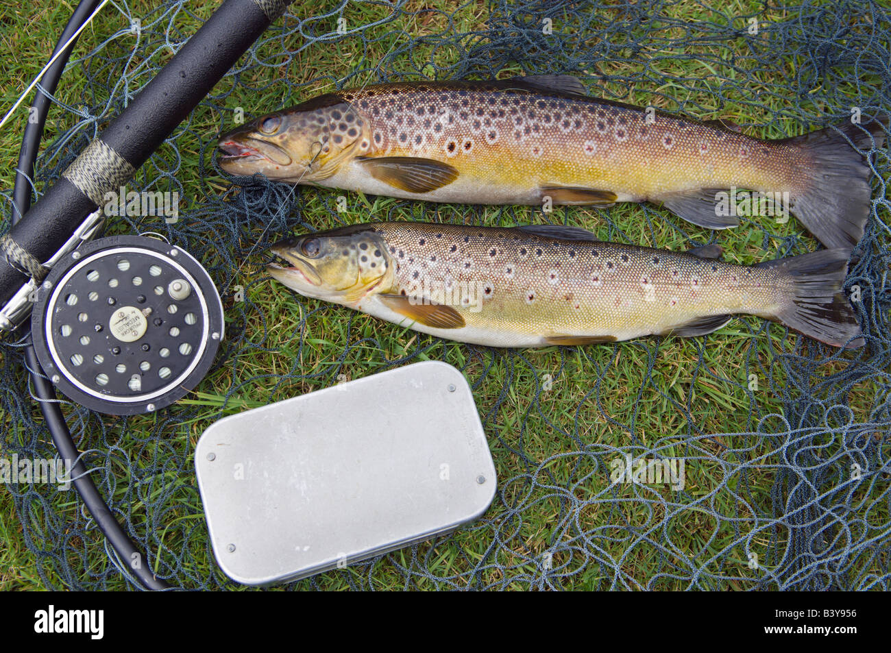 Scotland, Hebrides, Mull. Two fine brown trout caught with dapping fly ...
