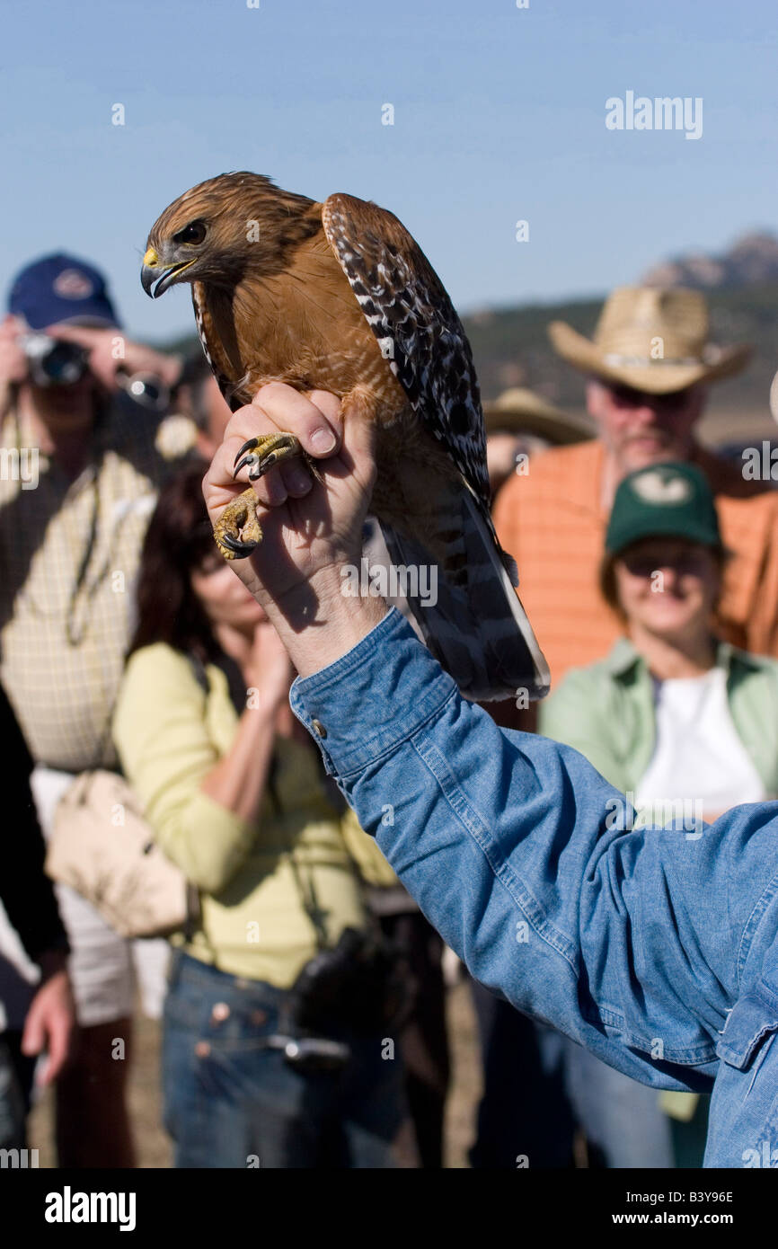 Red-shouldered Hawk being exhibited at educational program in San Diego ...
