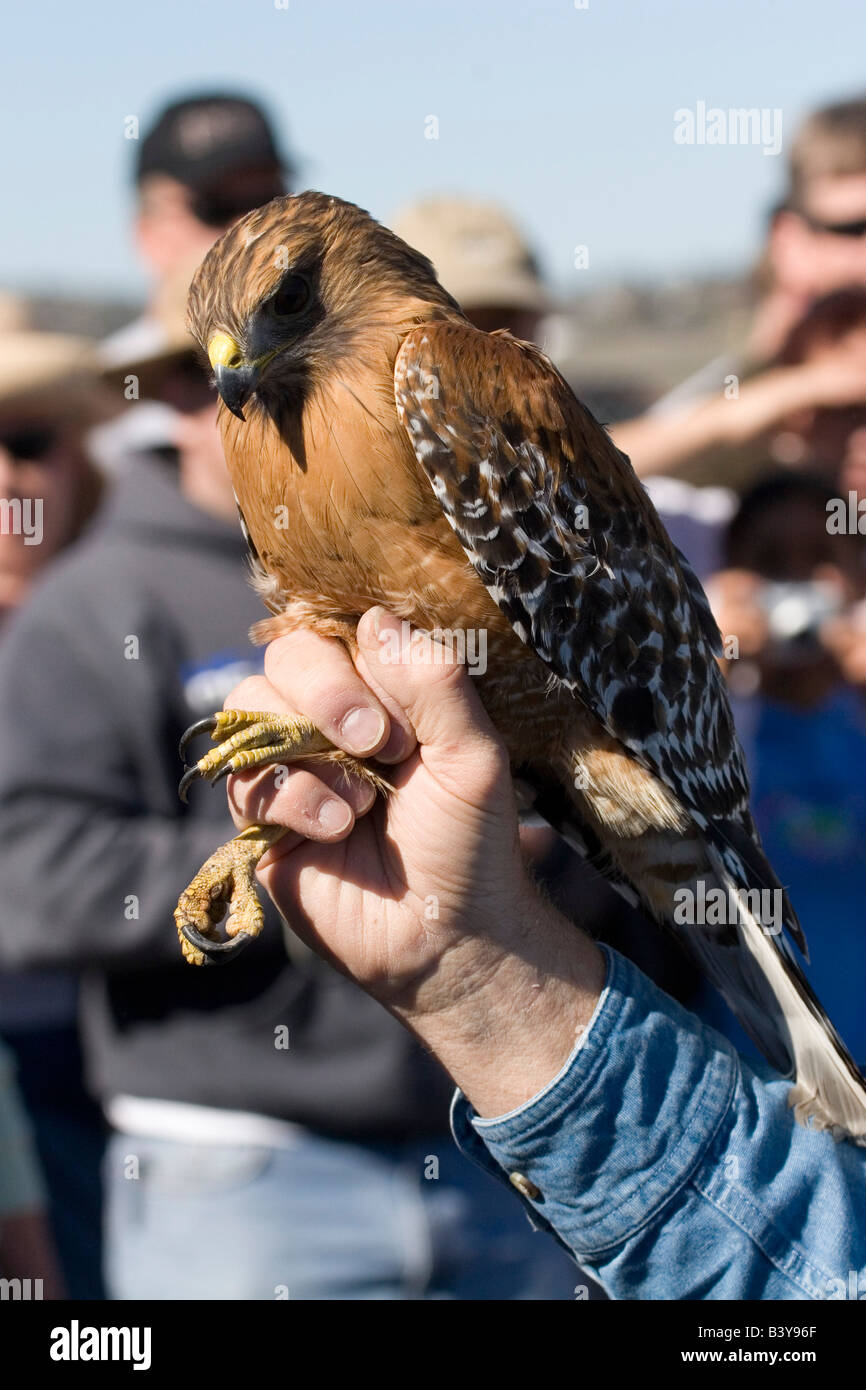 Red-shouldered Hawk being exhibited at educational program in San Diego ...