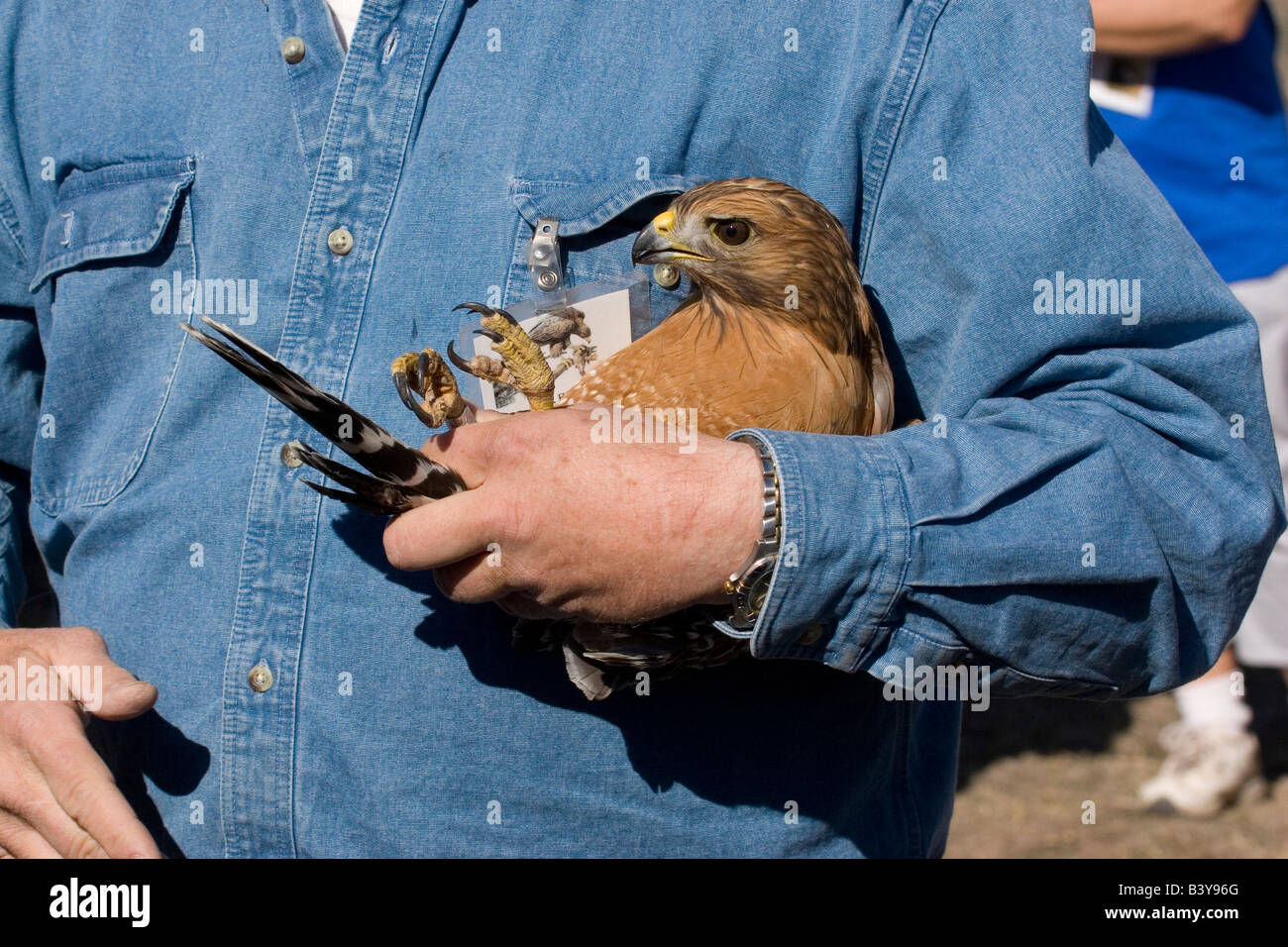 Red-shouldered Hawk being exhibited at educational program in San Diego ...