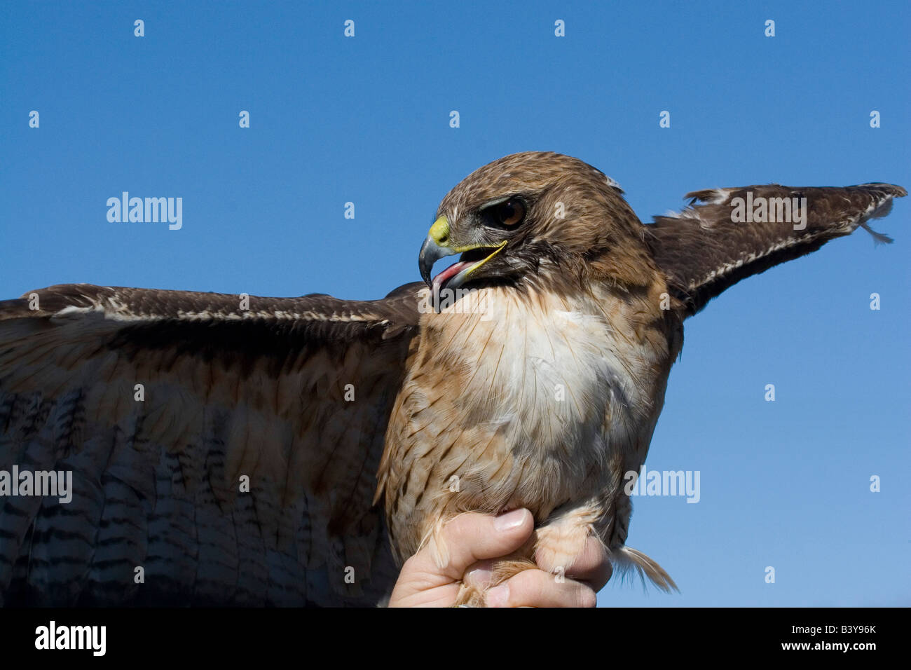 Red-tailed Hawk being exhibited at educational program in San Diego ...