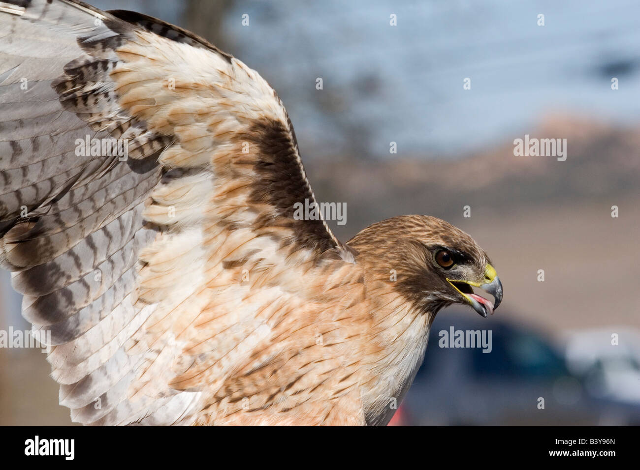 Red-tailed Hawk being exhibited at educational program in San Diego ...