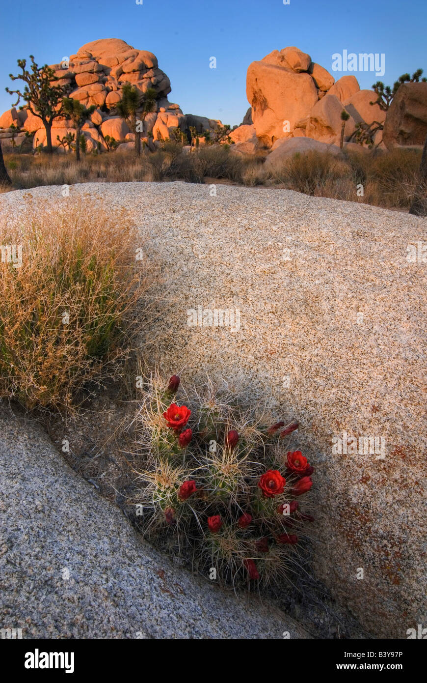 USA, California, Joshua Tree National Park. A desert cactus blooms ...