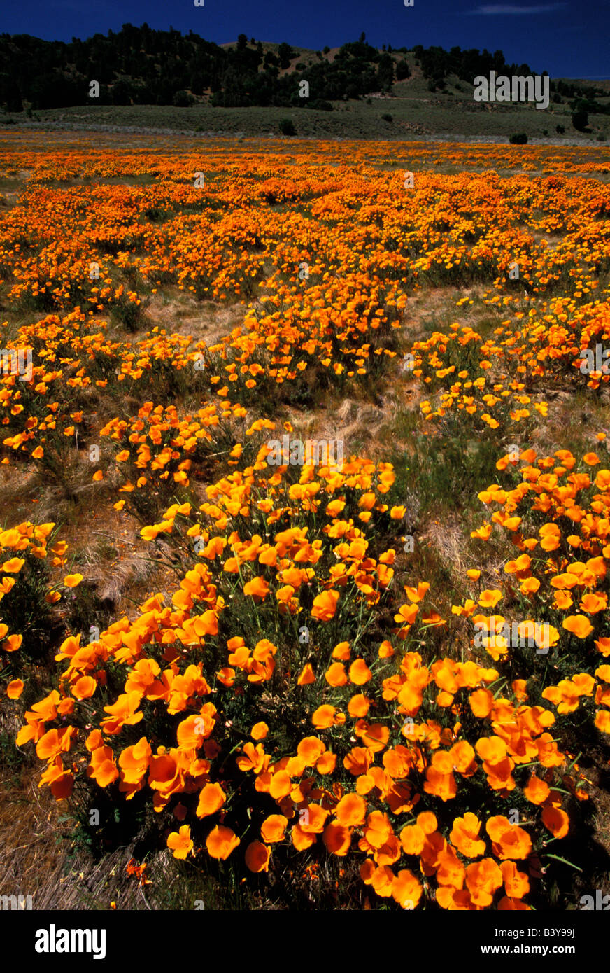 North America, USA, California, Antilope Valley. Poppy fields Stock ...