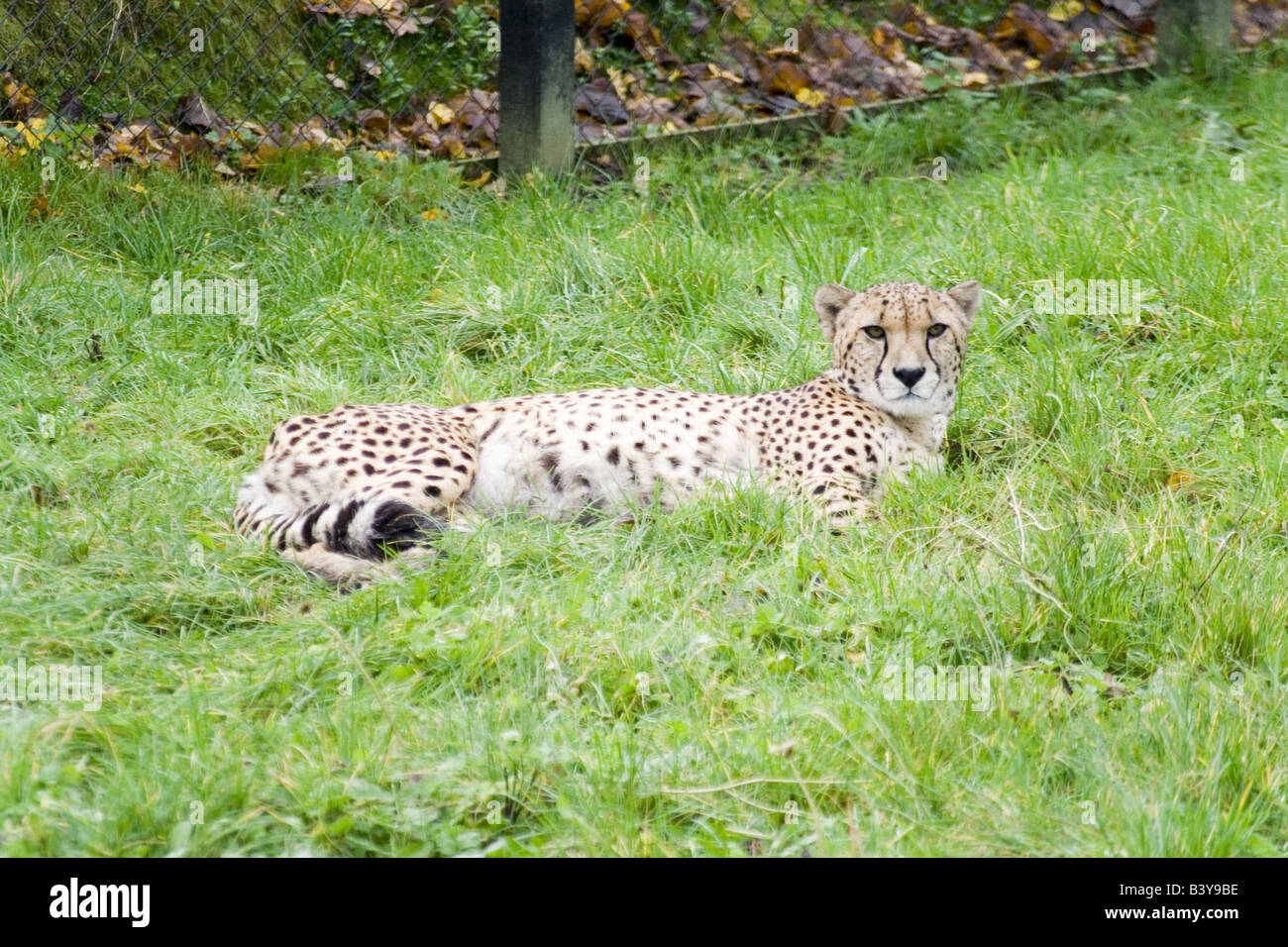 Cheetah enclosure at zoo hi-res stock photography and images - Alamy