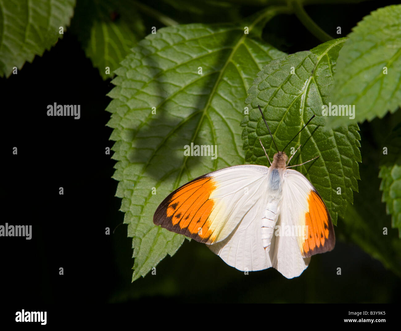 Great Orange Tip Butterfly