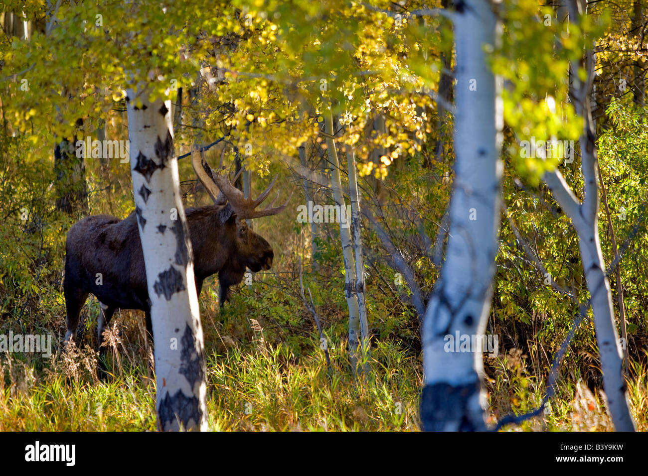 Bull moose with fall color Teton National Park WY Stock Photo - Alamy