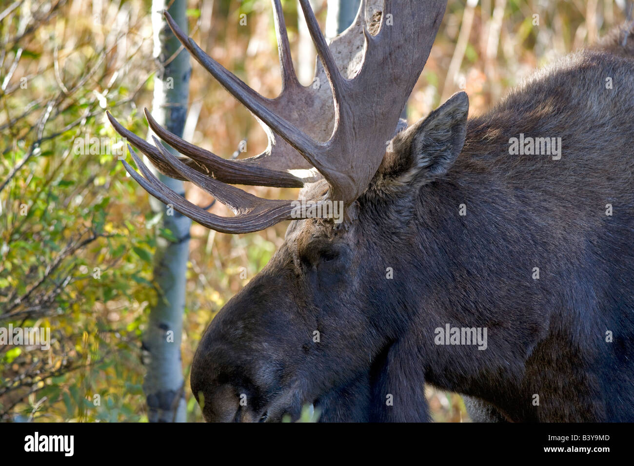 Bull moose with fall color Teton National Park WY Stock Photo - Alamy
