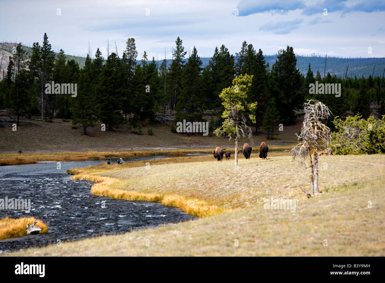 Buffalo alone Firehole River Yellowstone National Park WY Stock Photo ...
