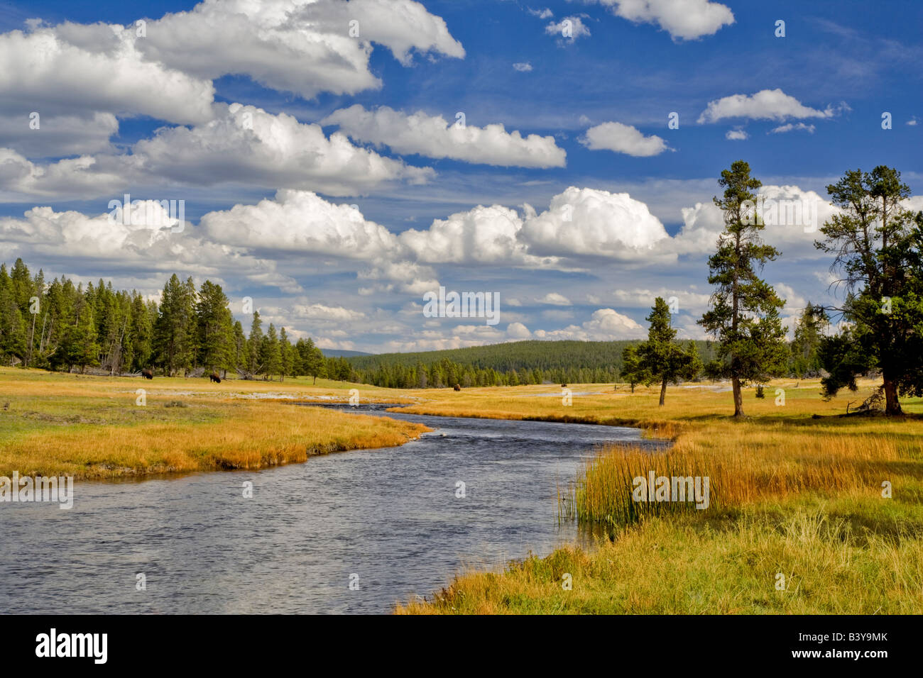 Nez Perce River with Buffalo Yellowstone National Park WY Stock Photo ...