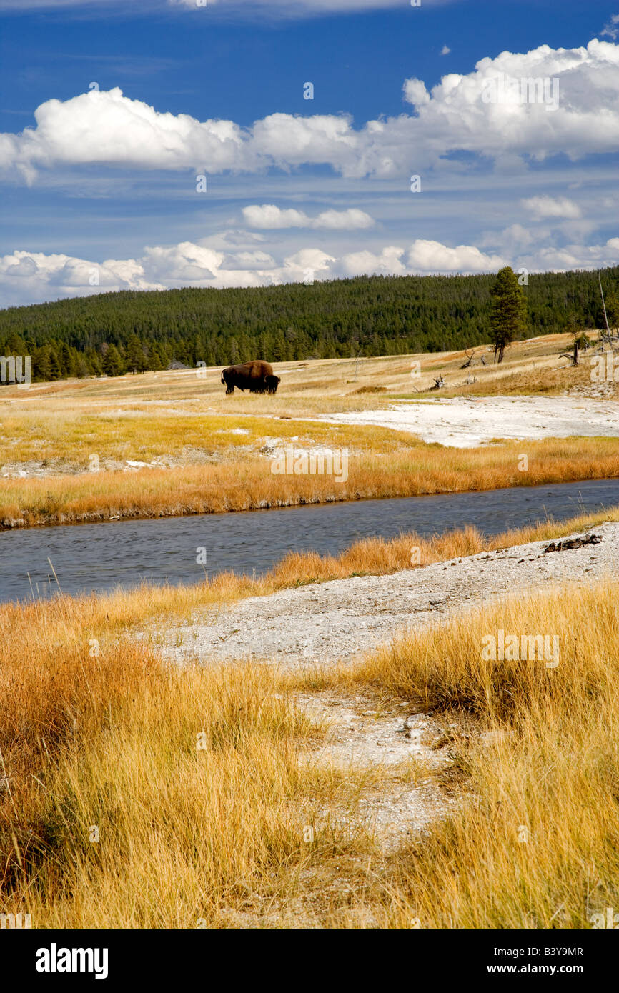 Nez Perce River with Buffalo Yellowstone National Park WY Stock Photo ...