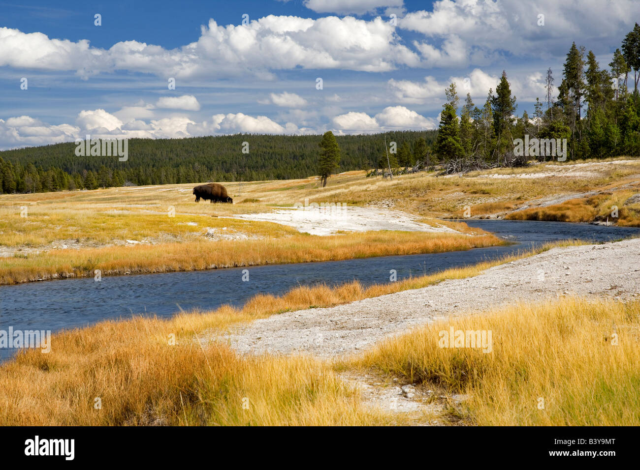 Nez Perce River with Buffalo Yellowstone National Park WY Stock Photo ...