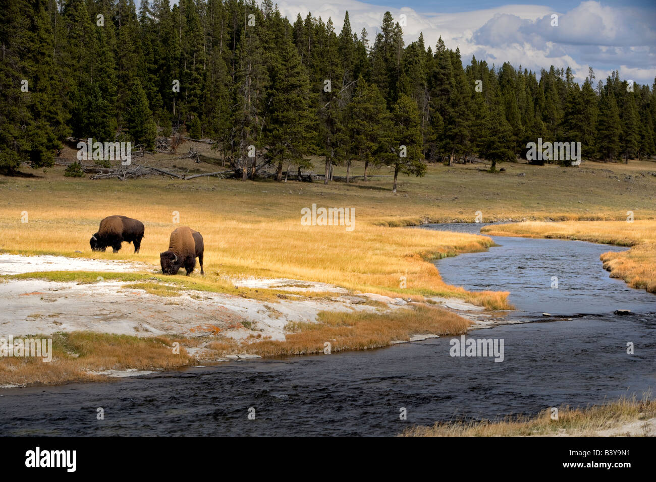 Nez Perce River with Buffalo Yellowstone National Park WY Stock Photo ...