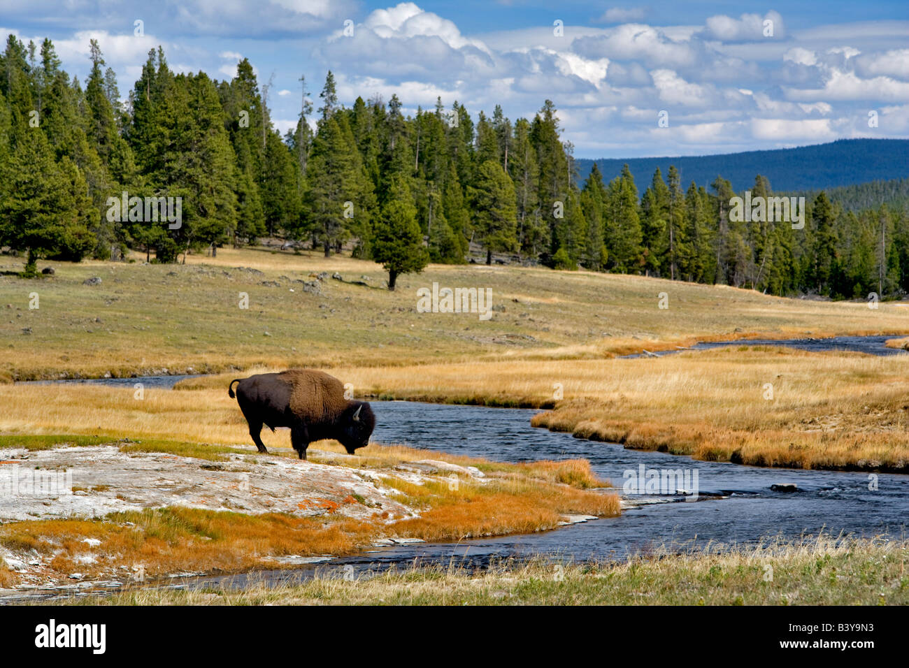 Nez Perce River with Buffalo Yellowstone National Park WY Stock Photo ...