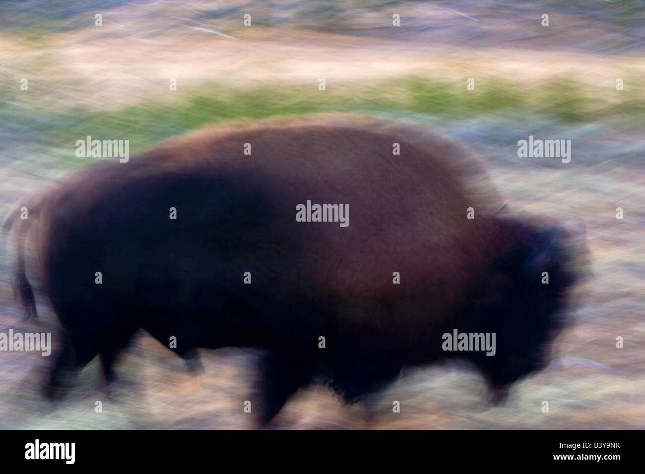 Running buffalo hi-res stock photography and images - Alamy