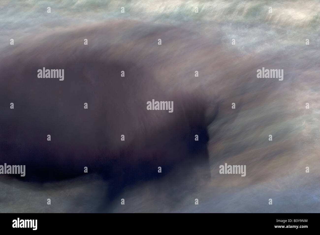 Running buffalo hi-res stock photography and images - Alamy