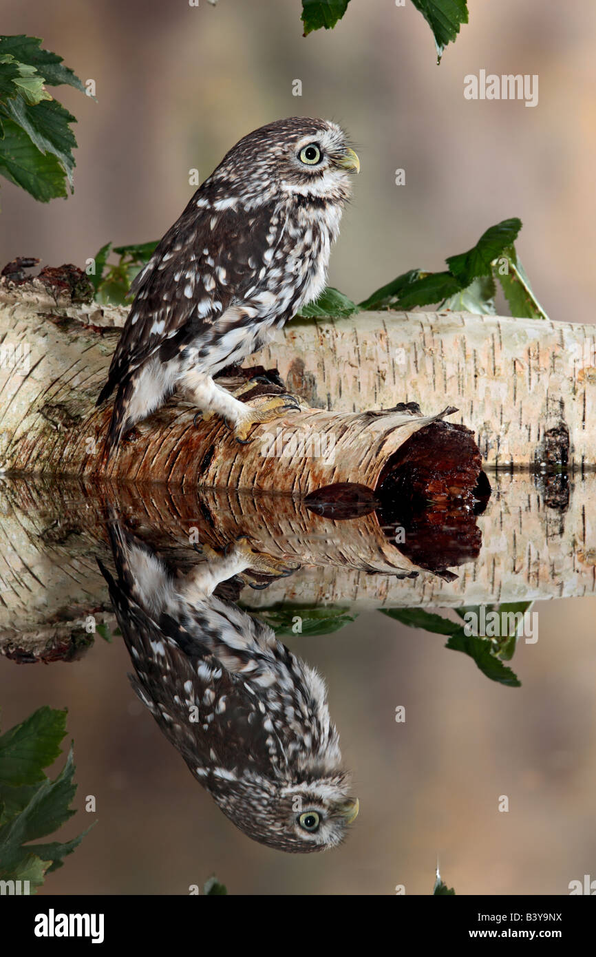 Look looking alert silver birch log hi-res stock photography and images - Alamy