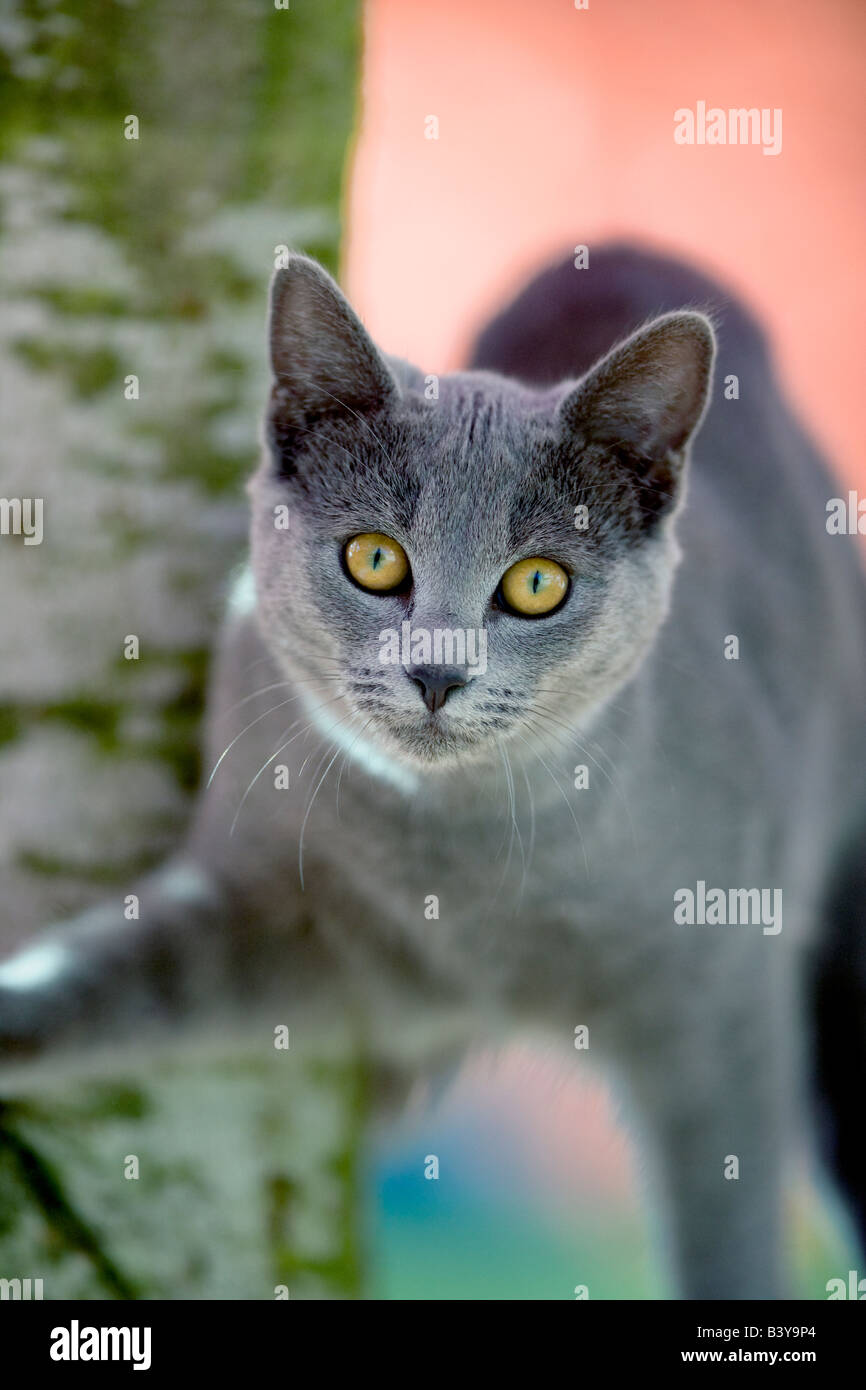 Cats hi-res stock photography and images - Alamy