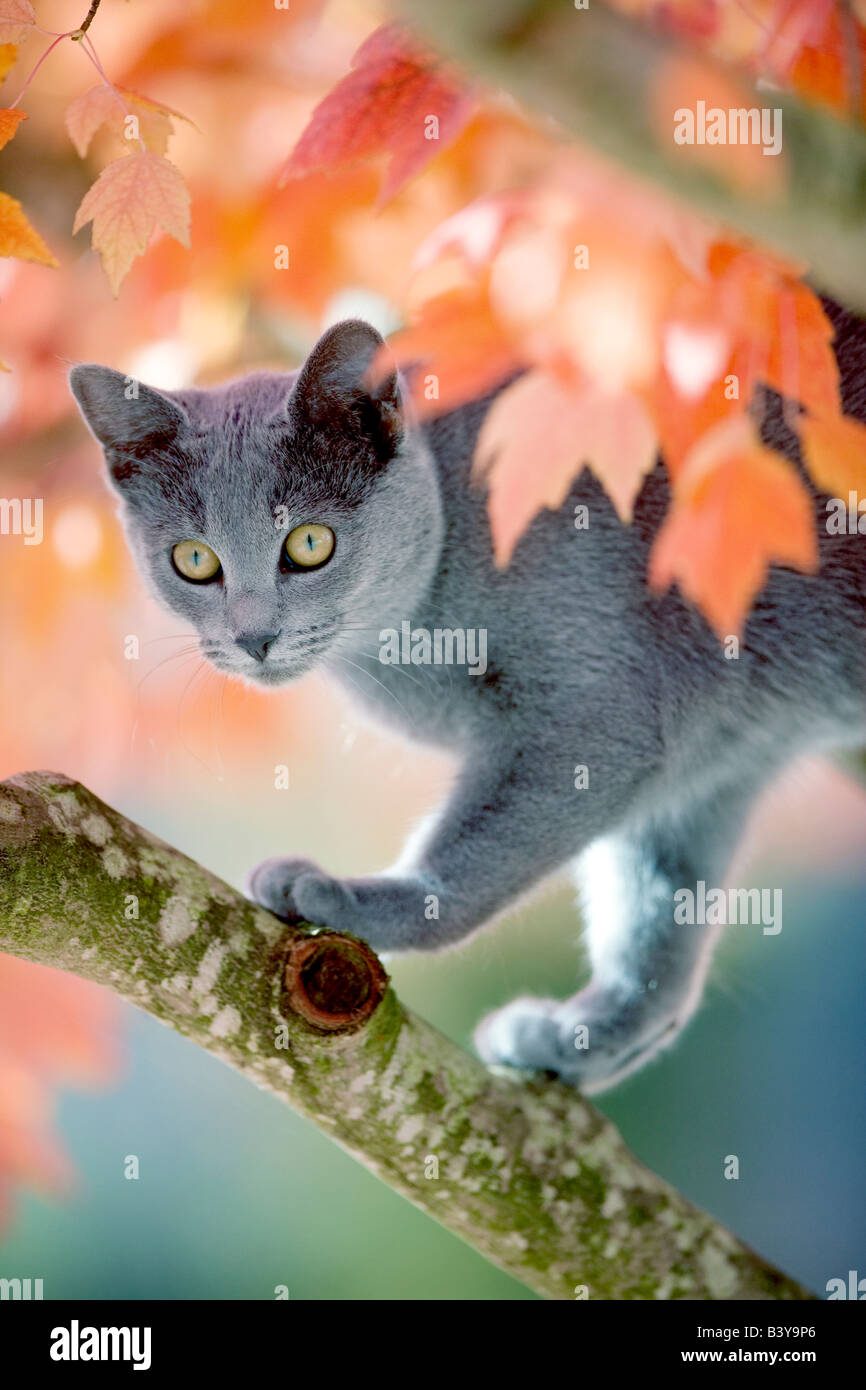 Autumn cat hi-res stock photography and images - Alamy